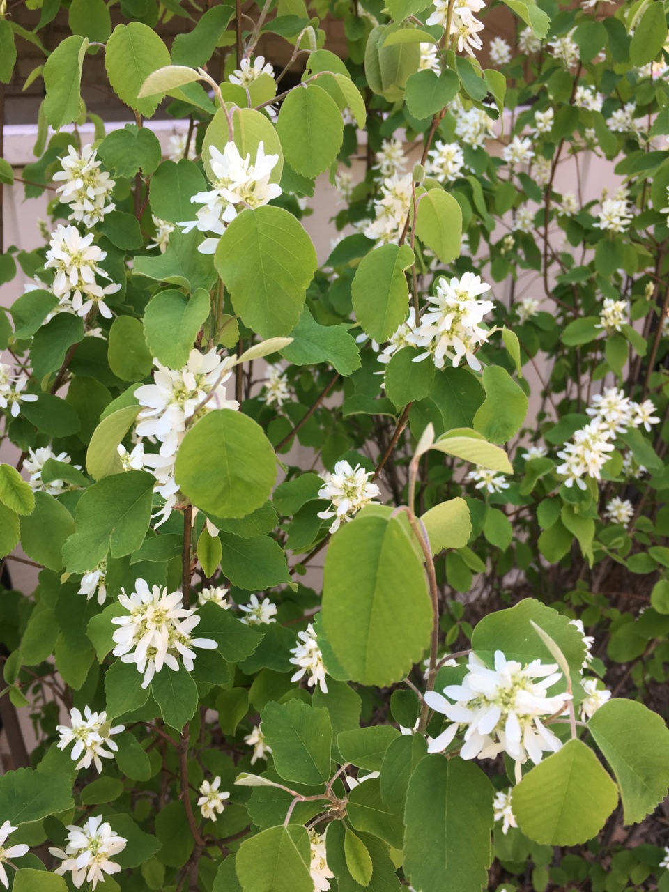 Amelanchier alnifolia ‘Regent’ | Renegade Gardener