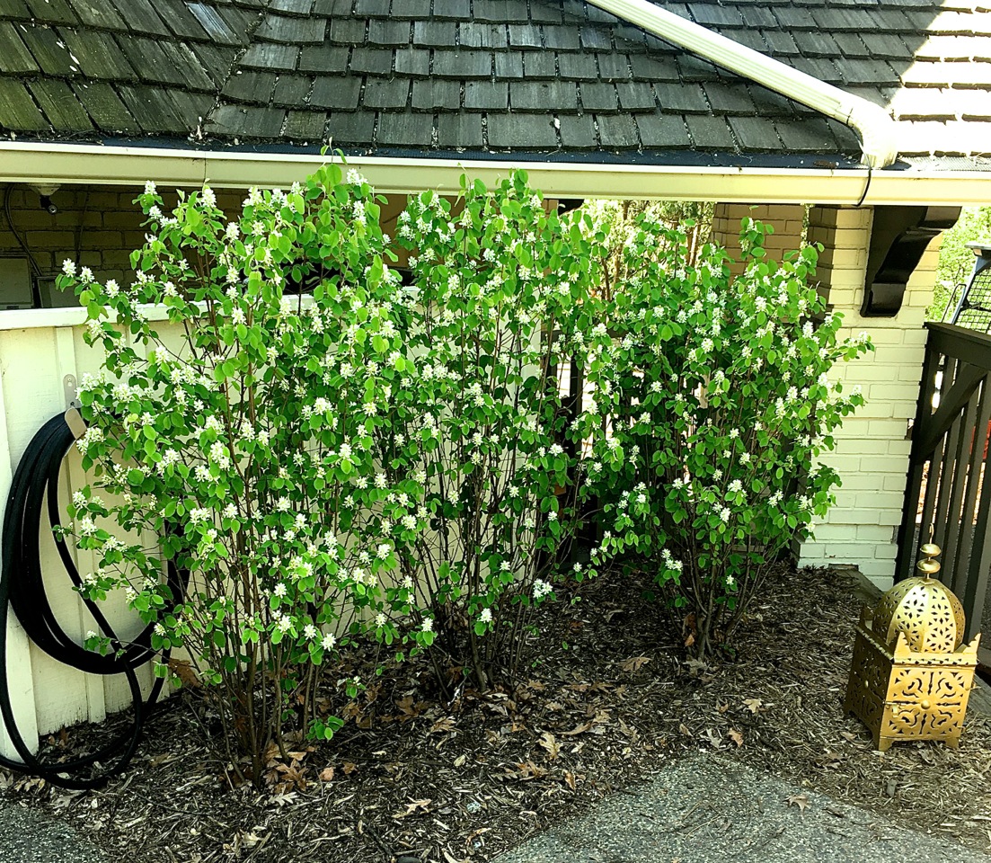 Amelanchier alnifolia ‘Regent’ | Renegade Gardener